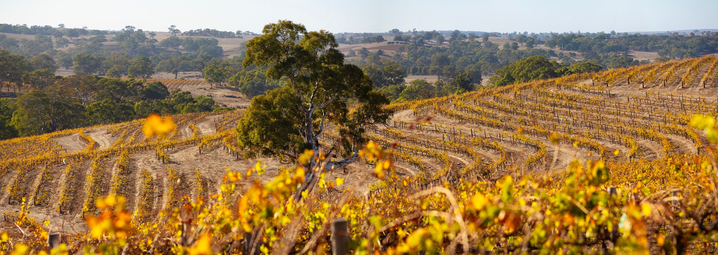 Leo Buring – Notes Wine